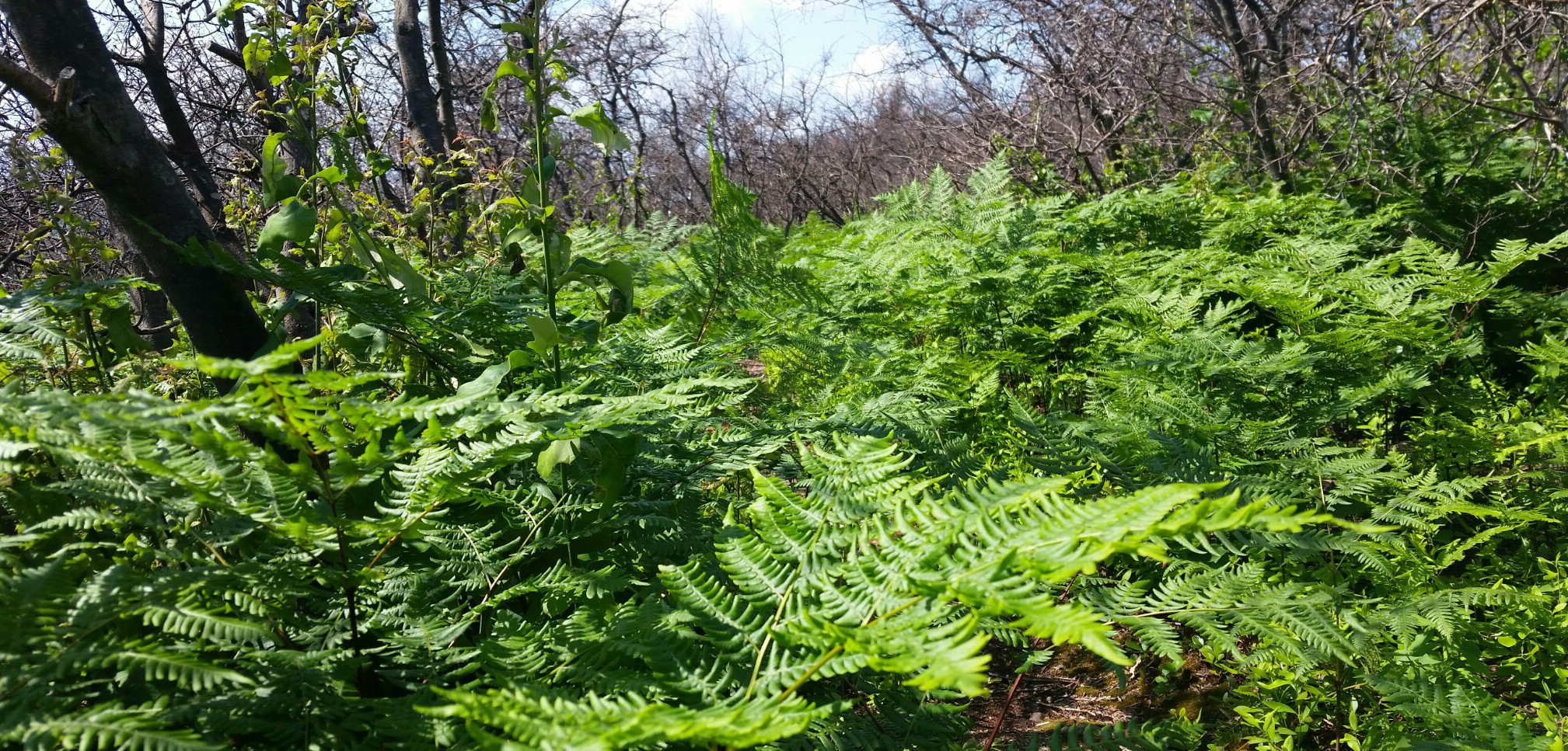 The Day of the Bracken – The Long Brown Path