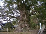 What’s a Totoro? – The Long Brown Path