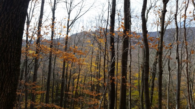 Searching for the Heart of the Southern Catskills – The Long Brown Path