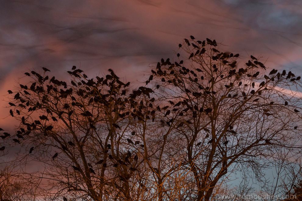 Crows – The Long Brown Path