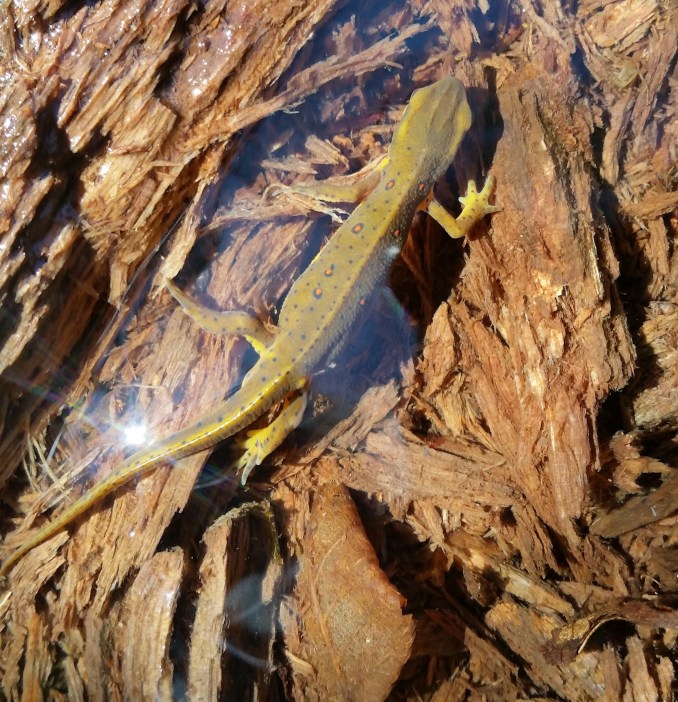 Pecoy Notch Trail – The Long Brown Path
